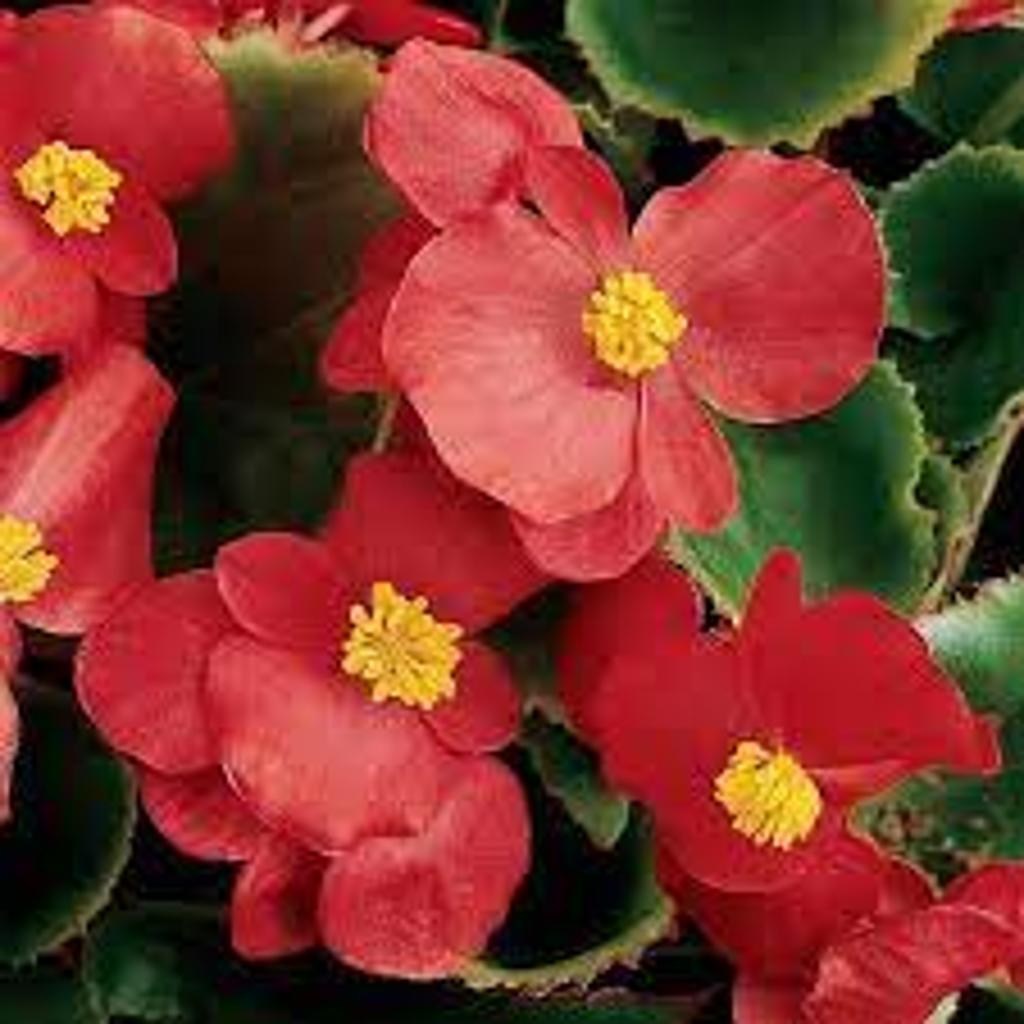 Flower Selection 2025 - Picture are for Reference Only | Photos | Hazen ...